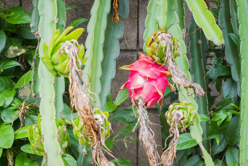 Dragon Fruit (pitaya, Pitahaya)on the Tree on Plantation in the Stock ...