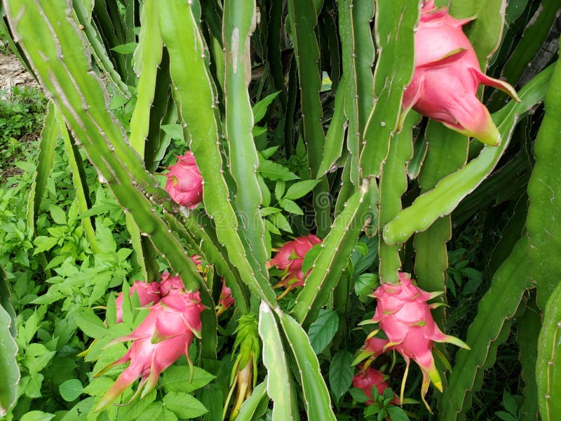 Pitaya Plant stock image. Image of tree, fruit, pitahaya - 92441697