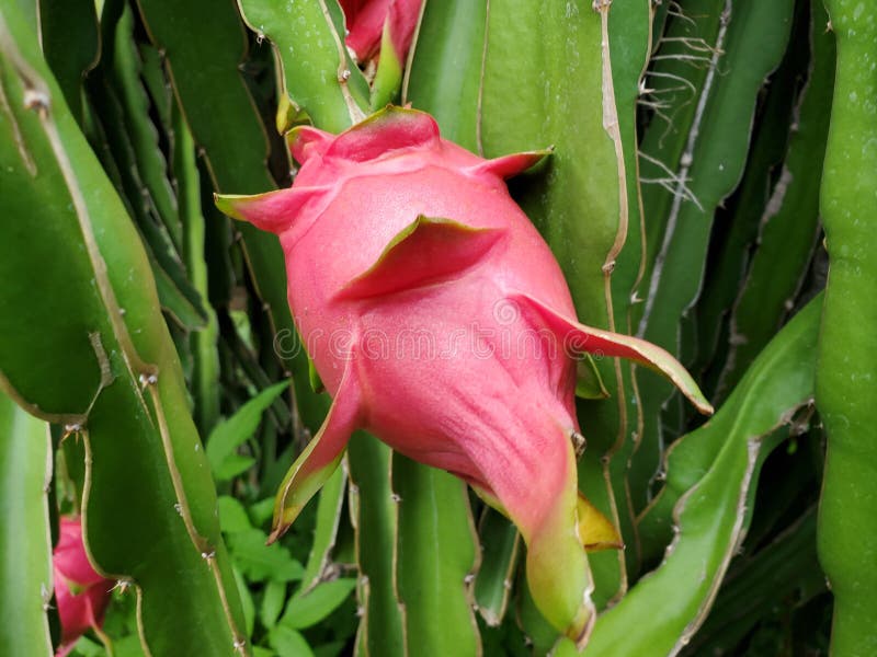 Dragon Fruit or Pitaya Fruit. Stock Image - Image of tropicalfruit ...