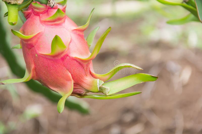 Dragon Fruit,Pitaya on Tree Stock Image - Image of leaf, dragon: 98232155