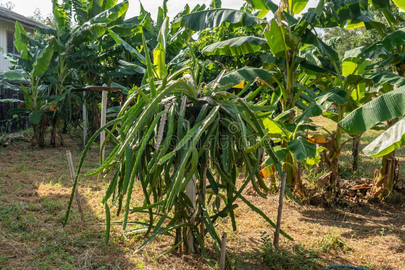 Dragon fruit (Pitaya) tree stock image. Image of garden - 355219601