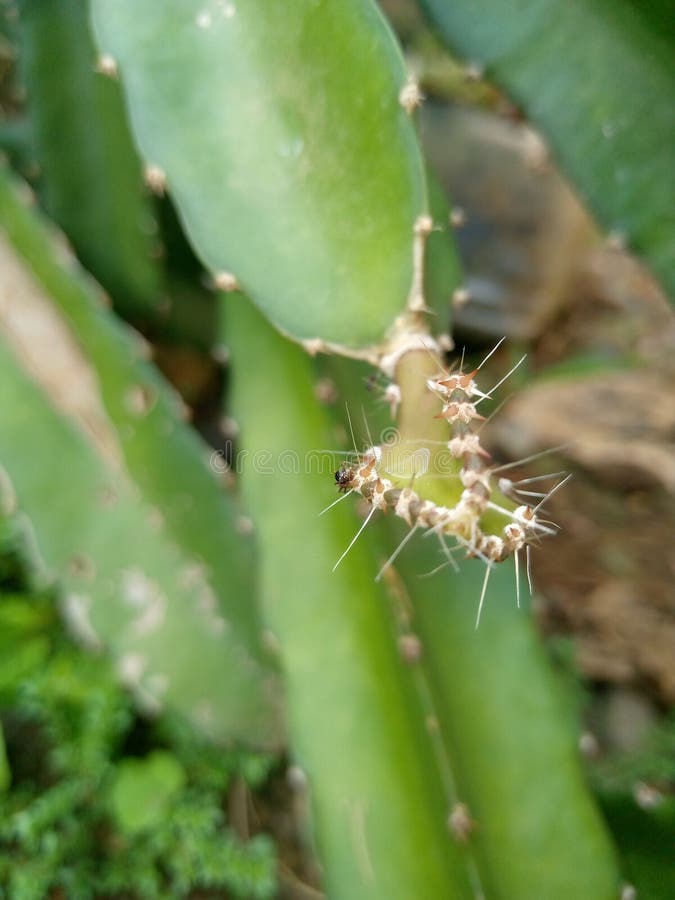 Dragon Fruit Plants that are Still Small and Have Long and Sharp Thorns ...