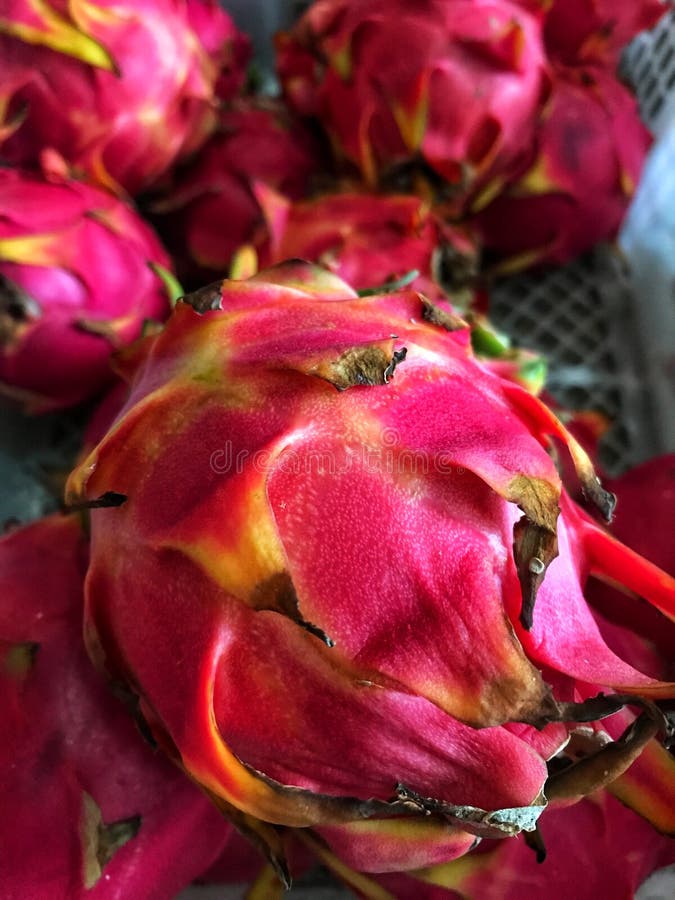 Dragon fruit stock image. Image of ingredient, dragon - 259693615