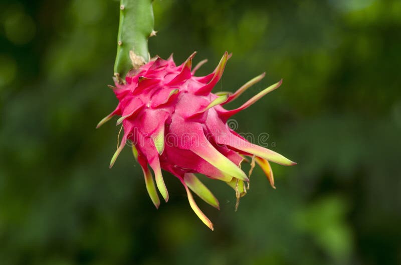 Dragon Fruit rouge photo stock. Image du goût, savoureux - 69277648