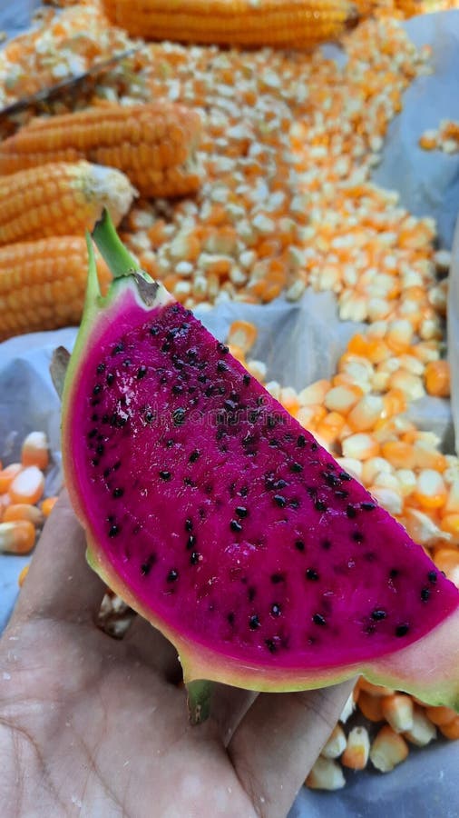 Dragon Fruit and Shelled Corn Stock Image - Image of dragon, petal ...