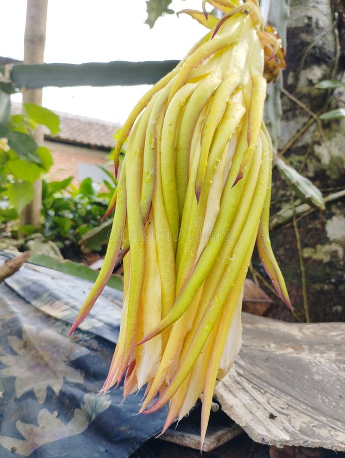 Suweet Stock Photos - Free & Royalty-Free Stock Photos from Dreamstime