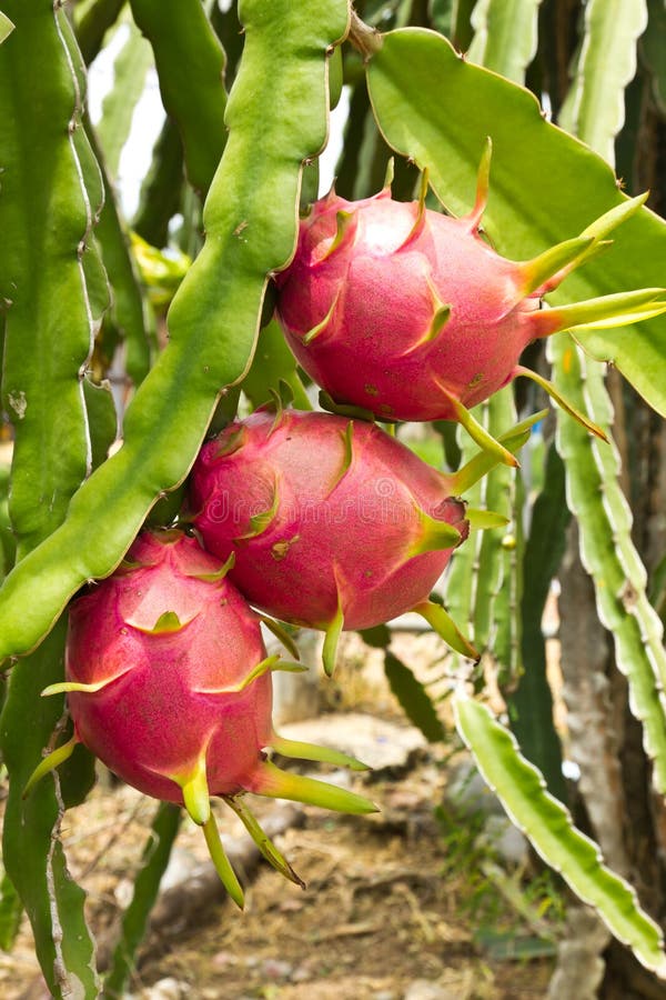 Dragon fruit tree stock image. Image of detail, farm - 25487483