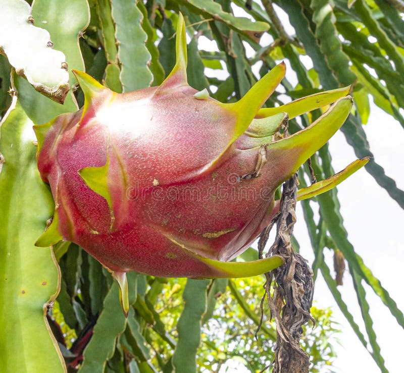 Dragon Fruit on Tree in Bali Stock Photo - Image of closeup, freshness ...