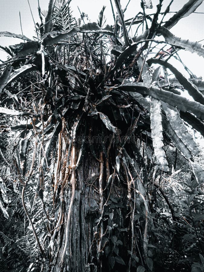 This Dragon Fruit Tree is almost Dead because of Being Attacked by ...