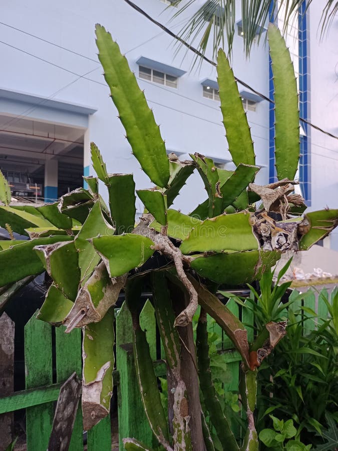 Dragon Fruit Tree, but No Fruit. Stock Image - Image of plant, shrub ...