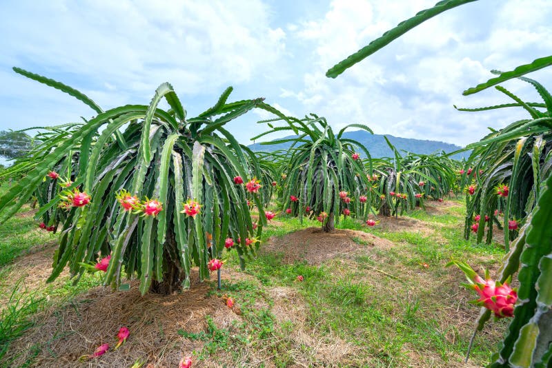 Dragon Fruit Outline Stock Photos - Free & Royalty-Free Stock Photos ...