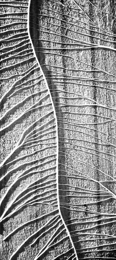Dragon Fruit Tree Roots on Black and White Background Stock Image ...