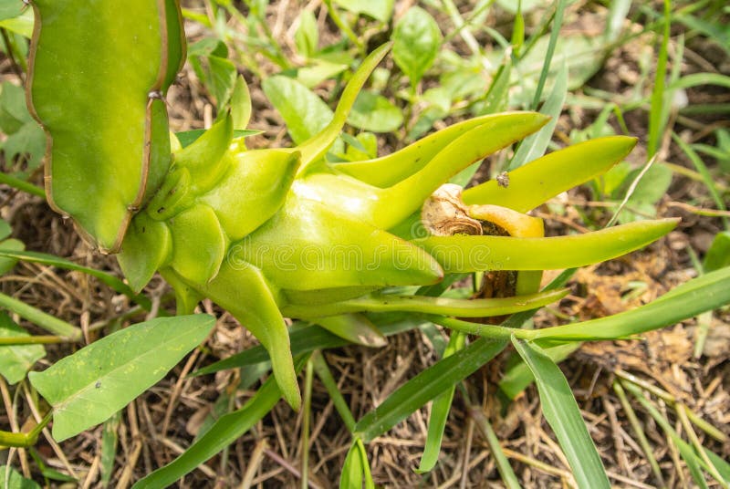 Dragon Fruit Tree, a Type of Fruit Tree, the Fruit is Pink, White ...