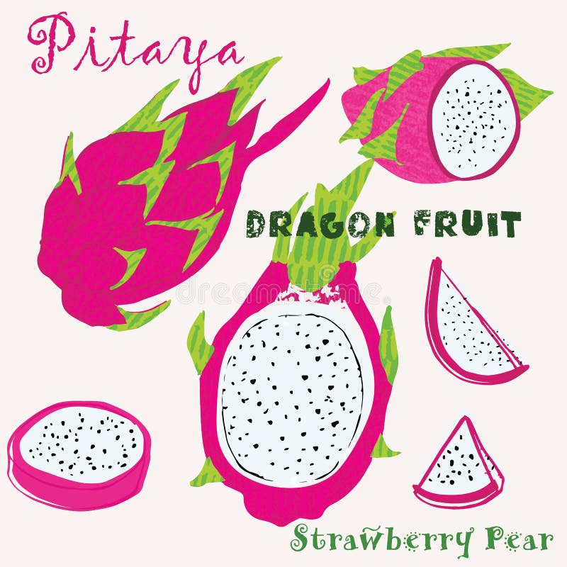 Dragon Fruit Vector Illustration. Colorful Textured Modern Design Stock ...