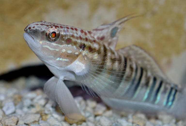 Dragon Goby stock image. Image of saltwater, sleeper - 66810311