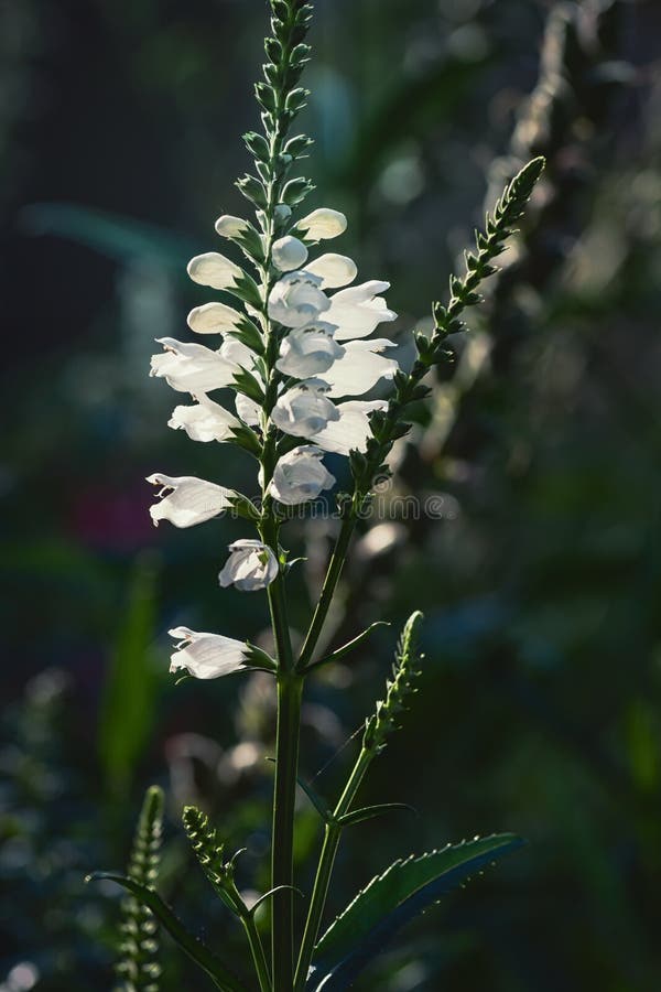 Dragon Head Flower stock photo. Image of nature, outdoors - 95084666