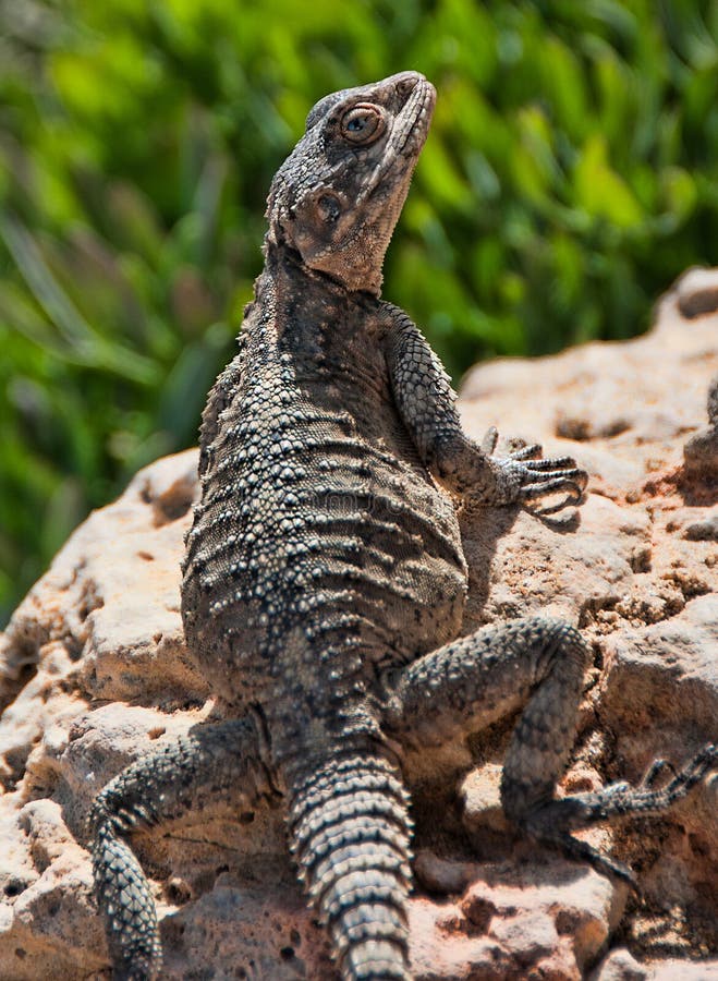 Dragon, Israeli Desert Lizard Stock Image - Image of portrait, spine ...