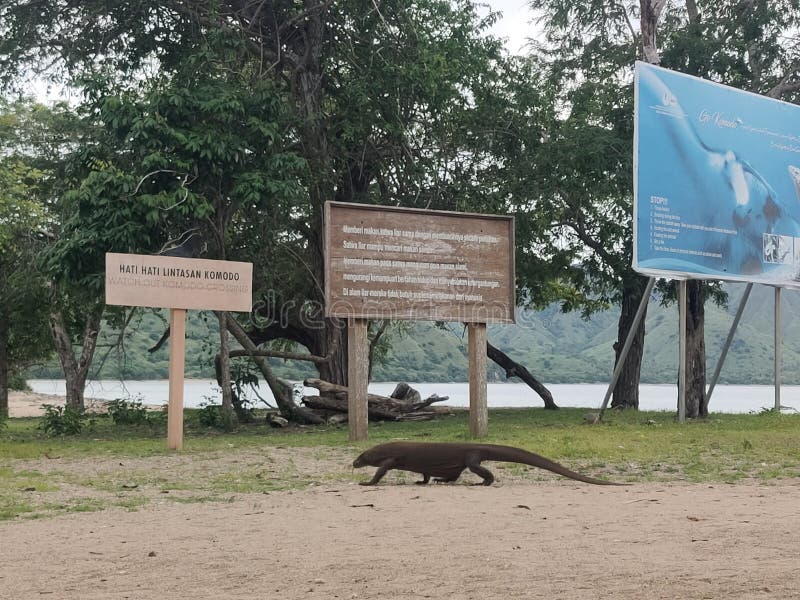 Dragon Komodo Island Hunting Editorial Stock Image - Image of vacation ...