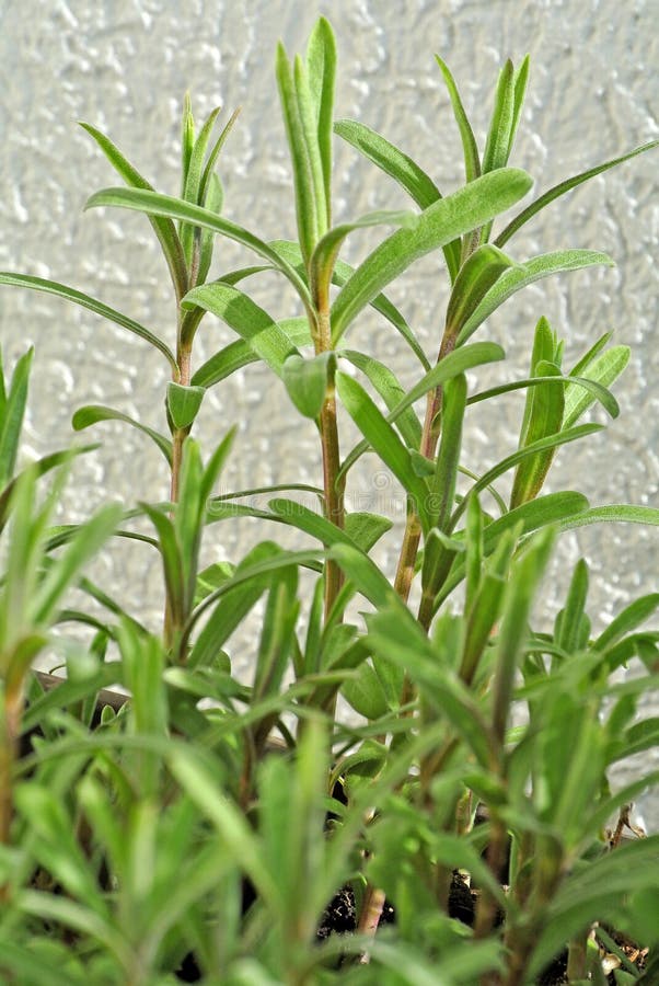 Dragon, kruid stock afbeelding. Image of nave, versheid - 38667323