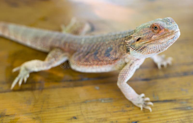 Dragon leguan stock photo. Image of outdoor, dragon - 161423712