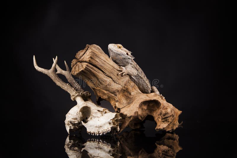 Dragon Lizard and Deer Skull Stock Photo - Image of next, spikes: 83652678
