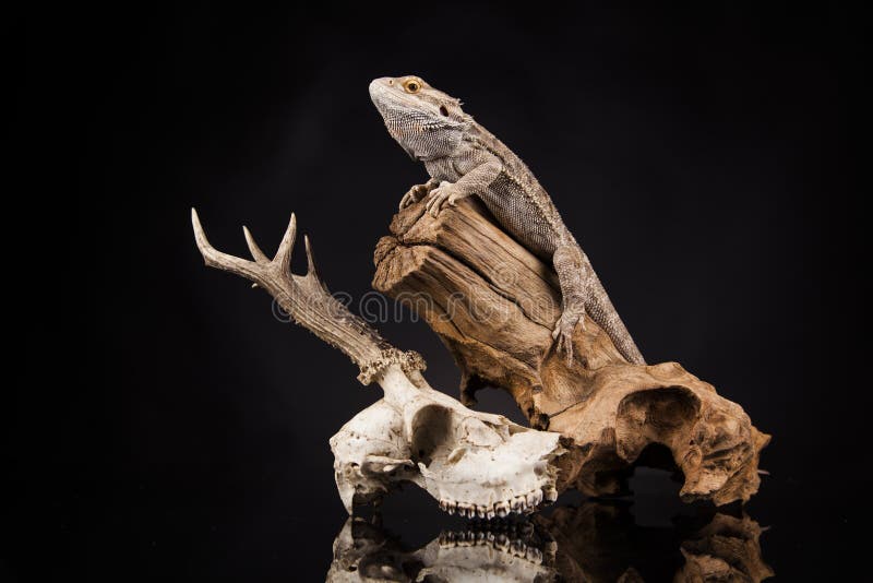 Dragon Lizard and Deer Skull Stock Image - Image of lizard, root: 83652931