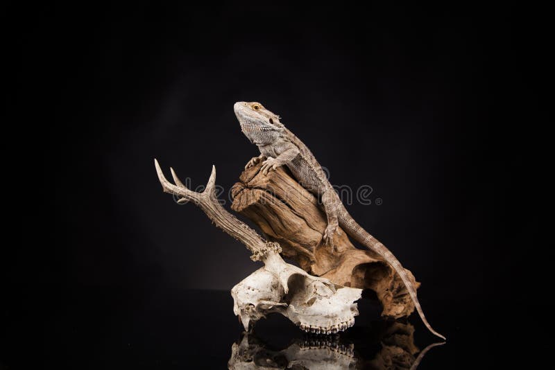 Dragon Lizard and Deer Skull Stock Image - Image of skull, lizard: 83652951