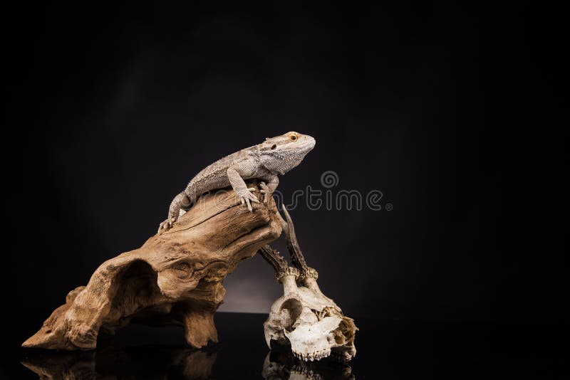 Dragon Lizard and Deer Skull Stock Photo - Image of mirror, tail: 83653024
