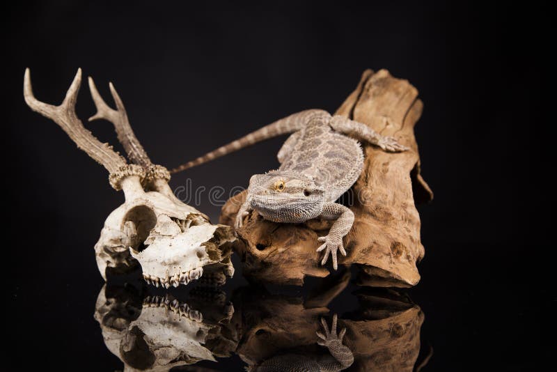 Dragon Lizard and Deer Skull Stock Photo - Image of reflection, black ...