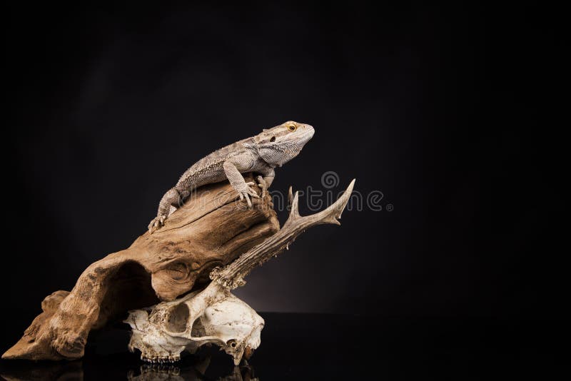 Dragon Lizard and Deer Skull Stock Image - Image of deer, root: 83653323