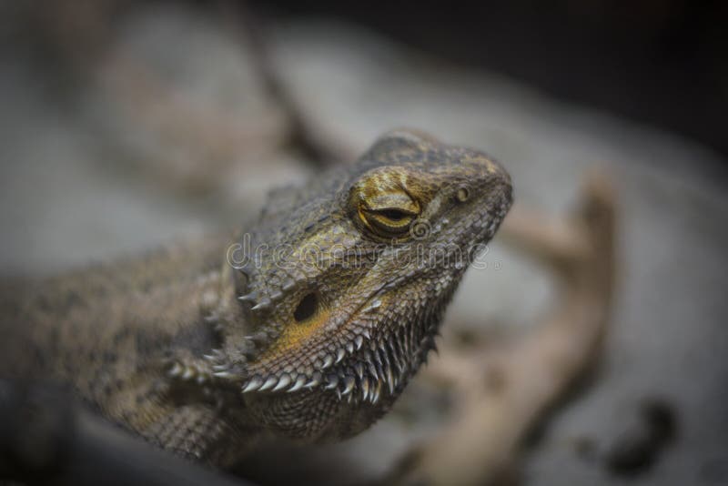 Dragon lizard stock photo. Image of colors, head, belgrade - 160040346