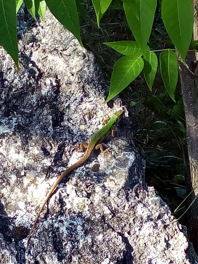 Dragon stock image. Image of lizard, rock, nature, dragon - 76396463