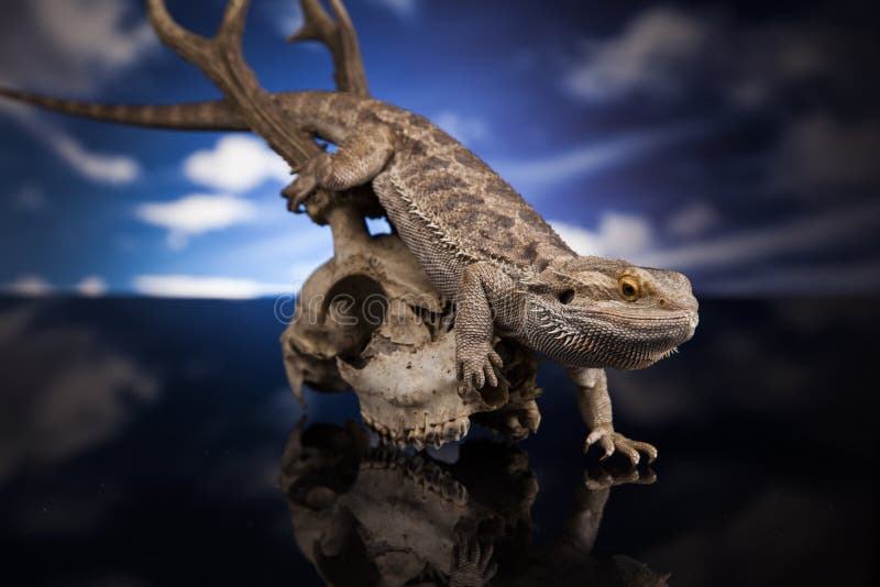 Dragon lizard stock photo. Image of variable, sitting - 82594490