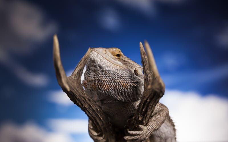 Dragon lizard stock photo. Image of lizard, deer, dragon - 82596416