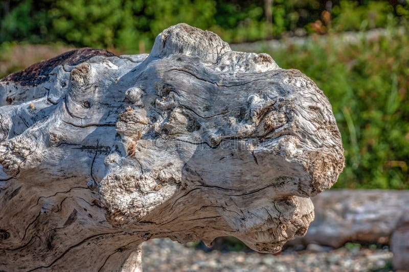 Dragon Log stock image. Image of wooden, texture, face - 92367247