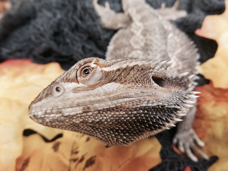 Dragon Enjoying Fall stock image. Image of playing, dragon - 103210335