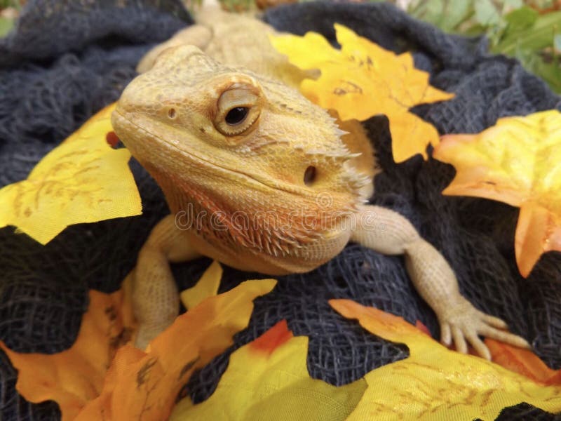 Dragon Enjoying Fall stock photo. Image of agama, leaves - 103210366