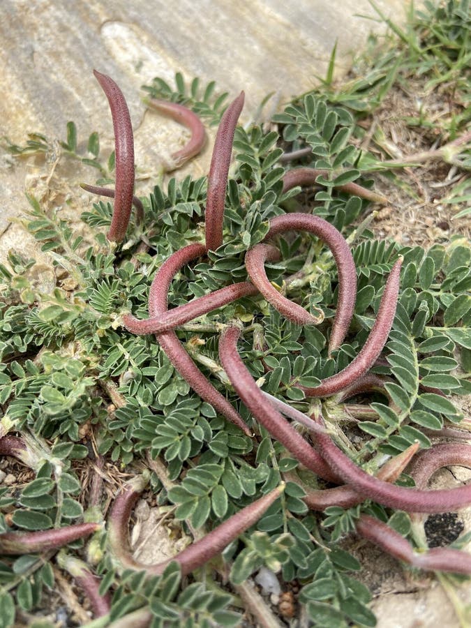 Dragon Fly on Dry Plant at Pond Stock Image - Image of habitat, dried ...