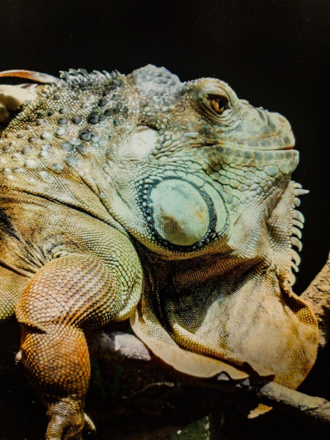 Dragon, Reptile, Malaysia Dragon, Vertebrae, Lizard, Stock Image ...
