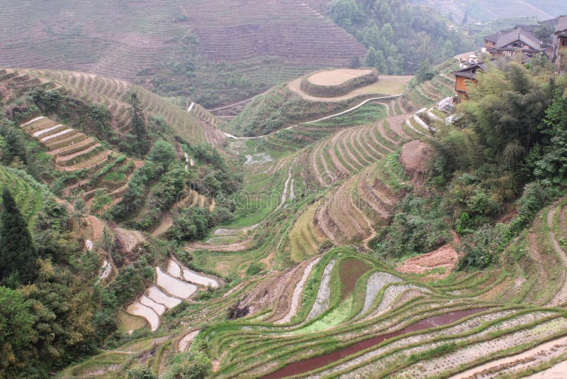 Dragon Ridge Terrace of Rice Fields Stock Photo - Image of tourist ...
