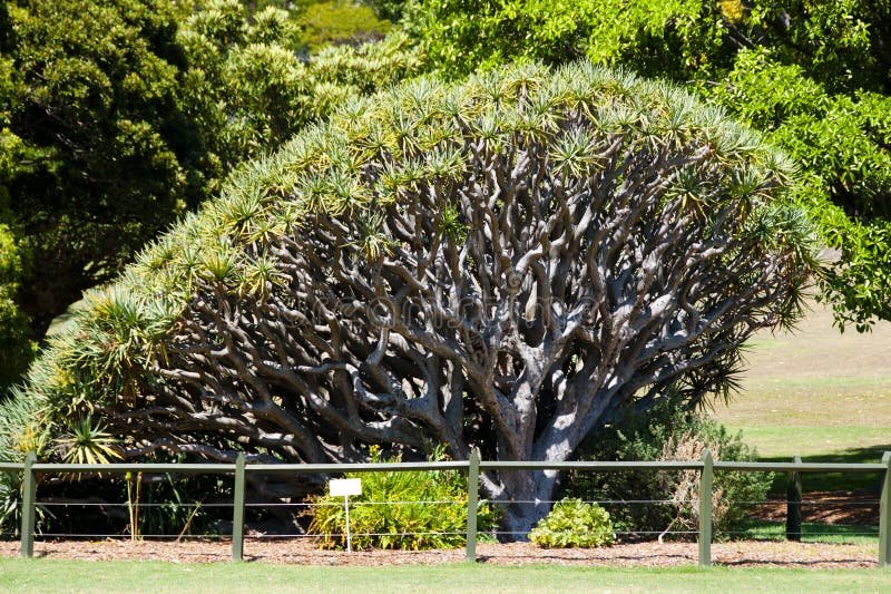 Dragon`s Blood Tree - Sydney - Australia Stock Photo - Image of draco ...