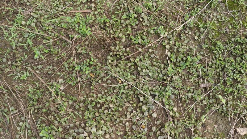 The Dragon S Scale Fern Crawling on the Ground Stock Footage - Video of ...