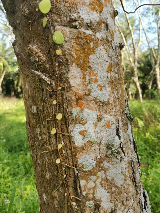 The Dragon S Scale Fern Crawling on the Tree Bark. Stock Image - Image ...