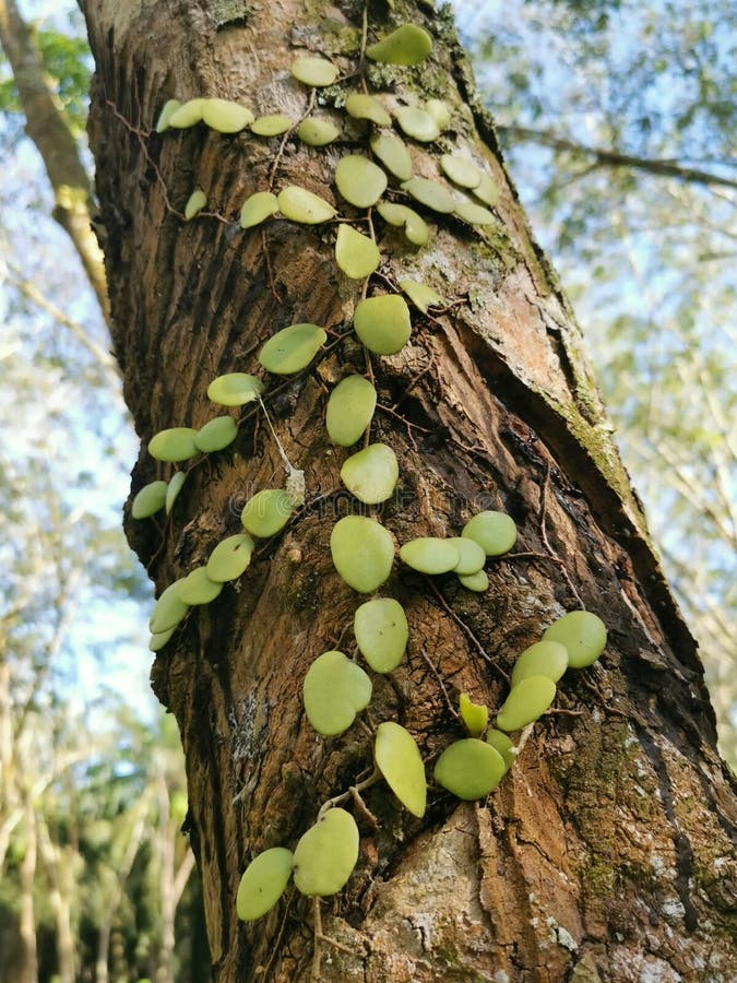The Dragon S Scale Fern Crawling on the Tree Bark. Stock Image - Image ...