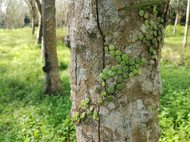 The Dragon S Scale Fern Crawling on the Tree Bark. Stock Photo - Image ...