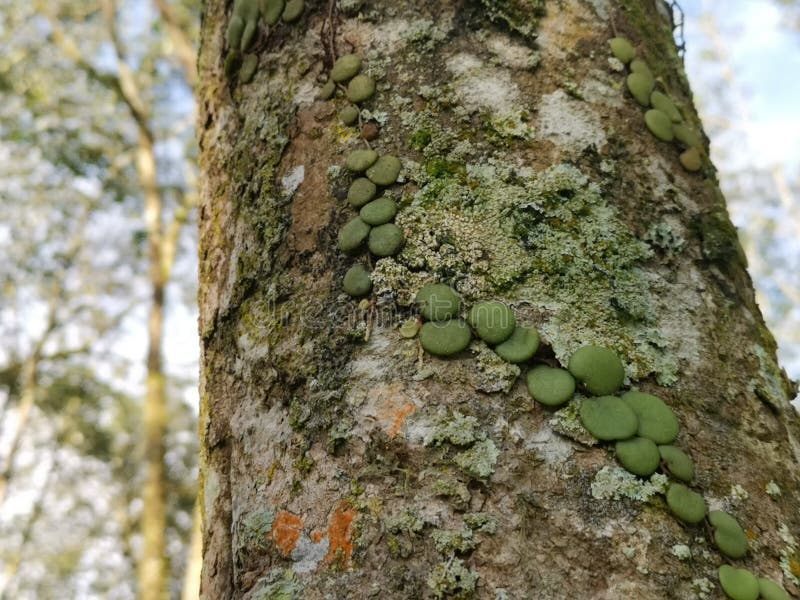 The Dragon S Scale Fern Crawling on the Tree Bark. Stock Image - Image ...