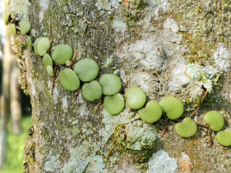 The Dragon S Scale Fern Crawling on the Tree Bark. Stock Photo - Image ...