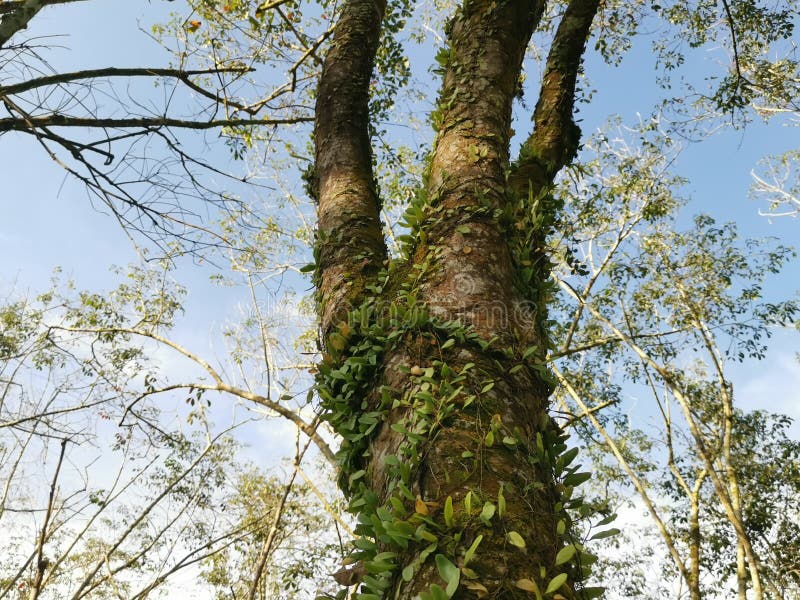 The Dragon S Scale Fern Crawling on the Tree Bark. Stock Image - Image ...