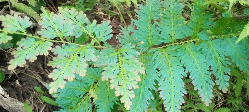 Dragon Scales, we Can Find a Lot of these Plants in Stock Photo - Image ...