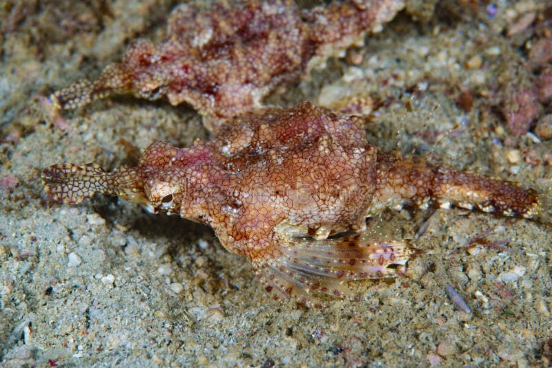 Dragon Sea Moth Eurypegasus Draconi Stock Photo - Image of puerto ...